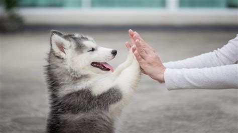Le Ons De Vie Essentielles Apprendre De Votre Chien Laminute Info
