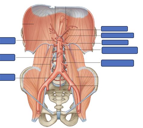 Posterior Abdominal Wall Vasculature Diagram Quizlet