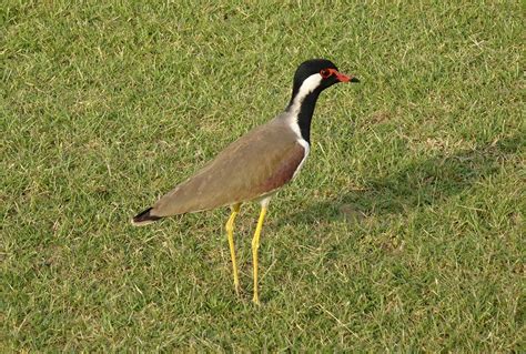 Red Wattled Lapwing Bird Vanellus Indicus Is A Lapwing Whizzed Net