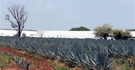 Blog de información de Etzatlán Limitarán instalación de invernaderos