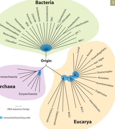 Bacterial Structure And Function Flashcards Quizlet