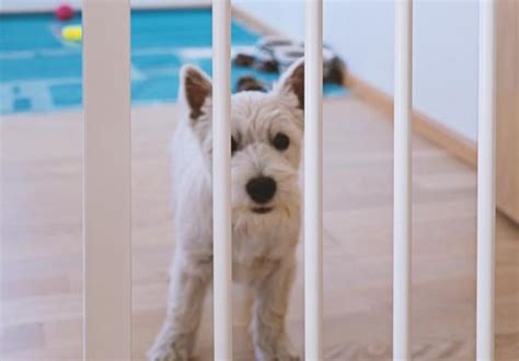 Como Hago Para Que Un Perro Deje De Lloriquear