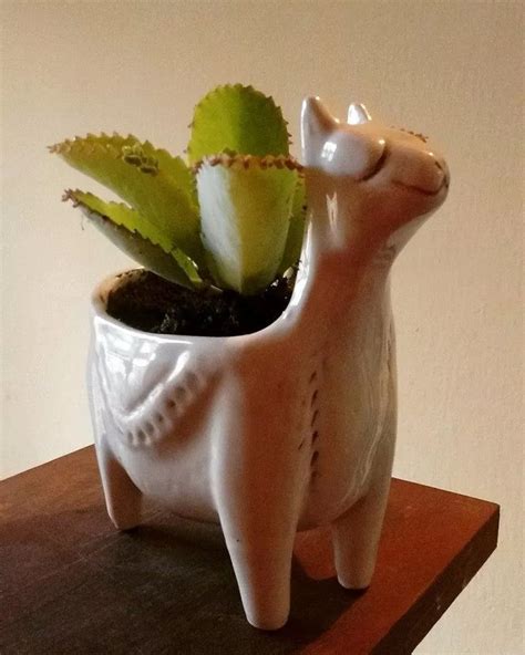 Macetas Llama De Ceramica En Bizcocho Mercadolibre Fur Texture