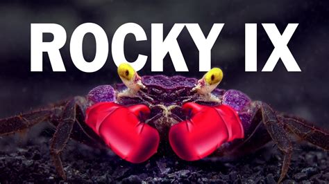 WHAT TO EXPECT KEEPING VAMPIRE CRABS YouTube
