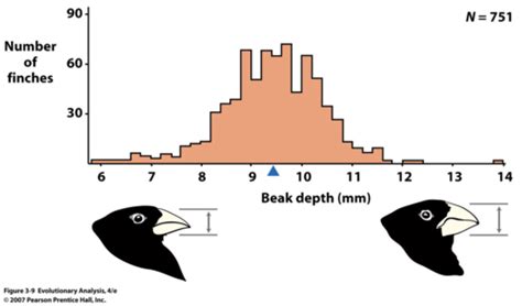 Darwin S Finches And Natural Selection Flashcards Quizlet