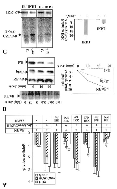 HBX HCV core protein and acetaldehyde activate NF κB by an