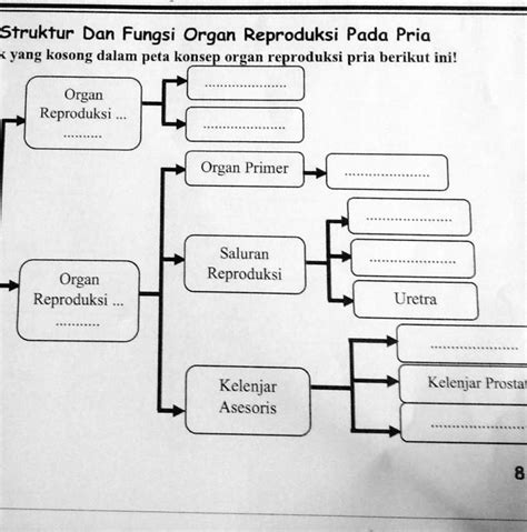 SOLVED Bantu Ngab Isi Ngab Struktur Dan Fungsi Organ Reproduksi