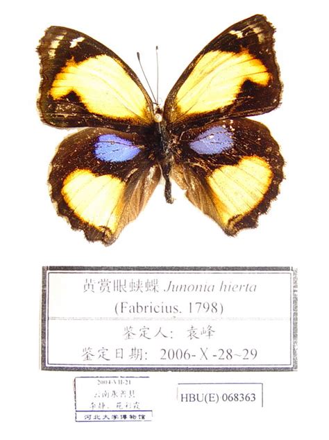 黄裳眼蛱蝶 Junonia hierta 物种库 国家动物标本资源库