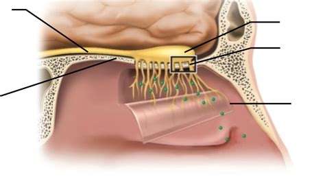 Olfactory Epithelium Diagram Quizlet