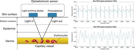 working principle of ppg sensors and examples of ecg and ppg signals [37] download scientific