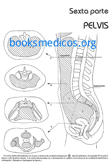 Anatomía O Rahilly Cap 1 Anatomía humana ERRNVPHGLFRV RUJ Studocu