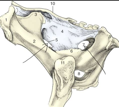 Joints Ligaments Of The Pelvic Limb Flashcards Quizlet