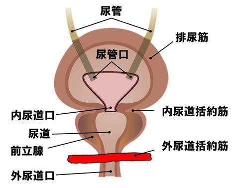 Images of 尿道口 JapaneseClass jp