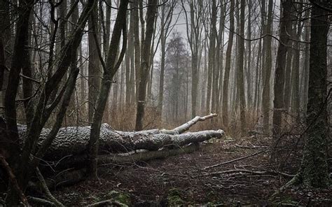 Comment Savoir Si Un Arbre Est Mort Ou Vivant Housekeeping Magazine