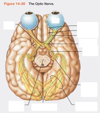 The Optic Nerve II Diagram Quizlet