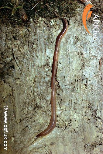Earthworm Functions Earthworm Society Of Britain