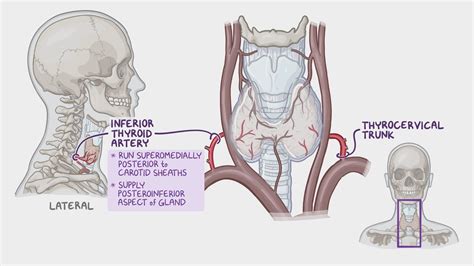 Thyroid Gland Gross Anatomy