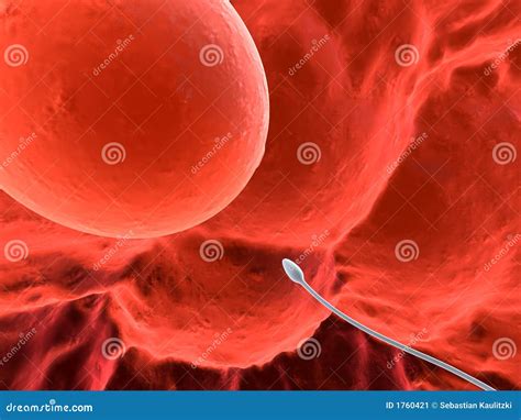 Ovule Humain Avec Le Sperme Illustration Stock Illustration Du