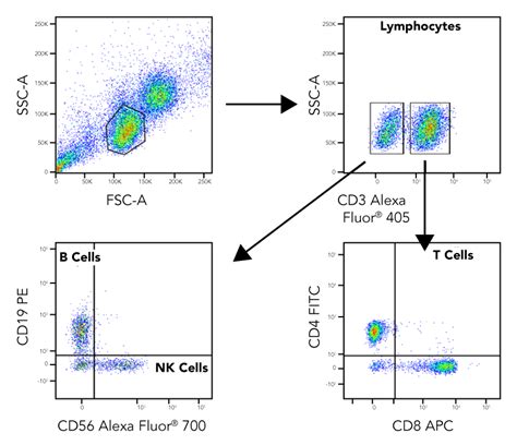 The Gating Strategies For B Cell Panel Panel 4 And T Cell Activation
