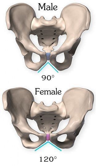 Pelvic Bone Male Vs Female Artofit