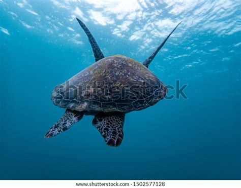 Green Sea Turtle Ascends Surface Breathe Stock Photo 1502577128