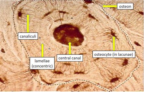 Supporting Connective Tissue Identification Flashcards Quizlet
