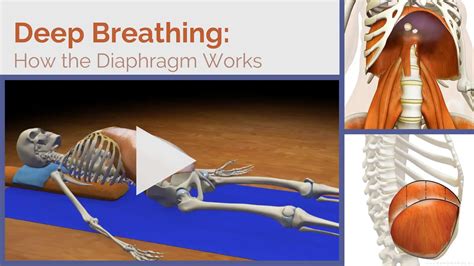 Dr Ray Long Yogic Deep Breathing How The Diaphragm Works YogaUOnline