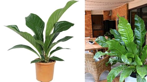 Plantas Que N O Precisam De Sol Direto Para Ter Em Casa