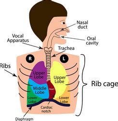 Grasshopper Respiratory System Diagram Royalty Free Vector