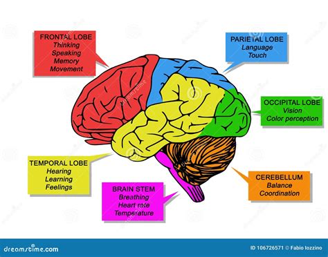 Illustration Of Human S Brain Functions Stock Illustration