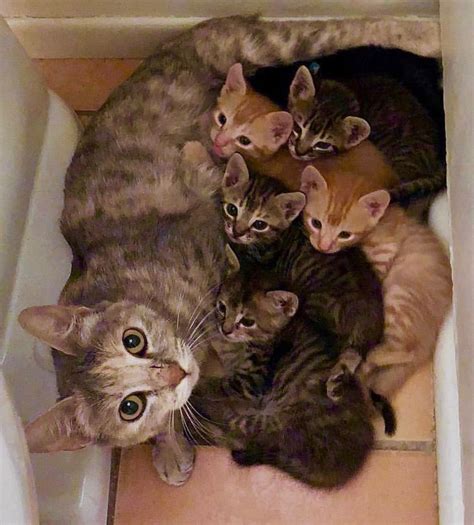 Mom And Her Kittens Including Orange Tabby Ginger Cats