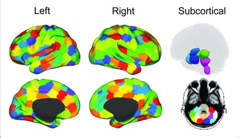 parcellation for structural and functional connectivity cortical and download scientific