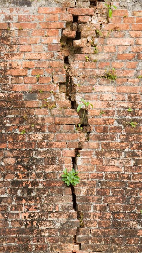 Brick Wall With A Crack And Plants Stock Image Colourbox