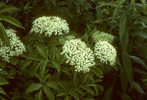 Sambucus Nigra Adoxaceae Image At Phytoimages Siu Edu