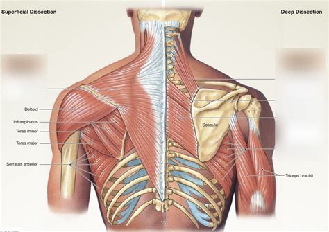 Chapter 11 Posterior Muscles That Position The Pectoral Girdle Diagram