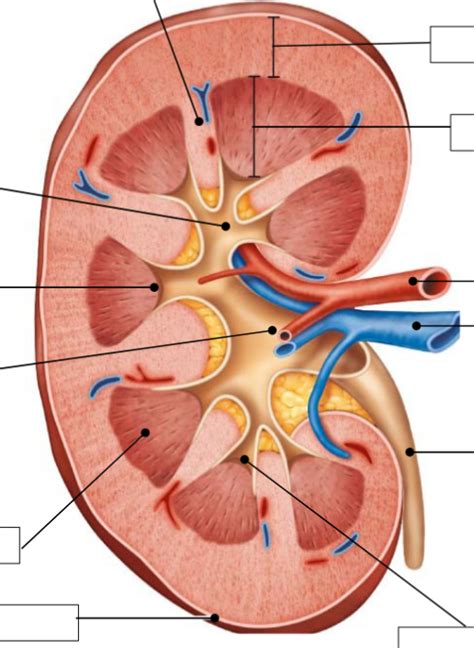 Lab Practical Urinary And Reproductive Systems Diagram Quizlet