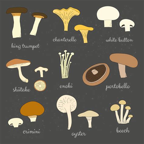 Edible Mushrooms Set 14325583 Vector Art At Vecteezy