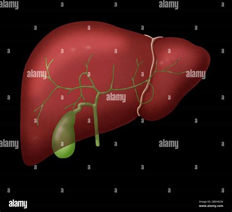 Gallbladder And Liver Anatomy