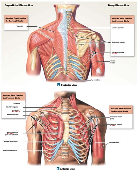 Muscles That Position The Pectoral Girdle Diagram Quizlet