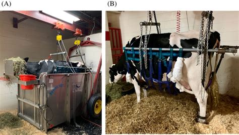 Prognostic Indicators For Survival Of Downer Cattle Treated Using A