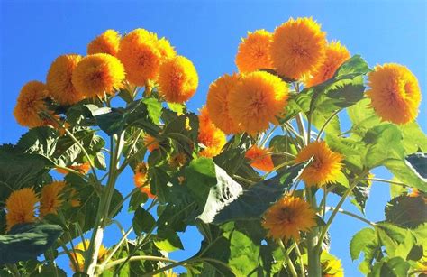 Teddy Bear Tall Sunflower Seeds Giant Sun Gold Tall Big Huge Etsy