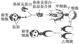 题目 热休克蛋白 HSP 是细胞和机体受到高温侵袭或生存威胁时 合成量迅速增加的一类蛋白质 它们具有多种功能 请回答下列问题 1 当细胞受