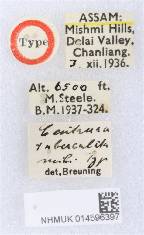 Cerambycidae Species Details