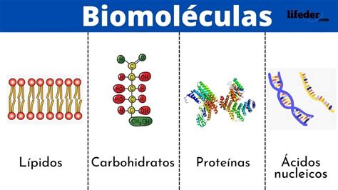 Biomoléculas qué son definición tipos funciones