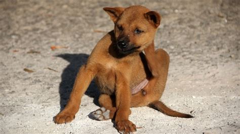 Il Mio Cane Si Gratta Ossessivamente Ma Non Ha Le Pulci Cosa Potrebbe