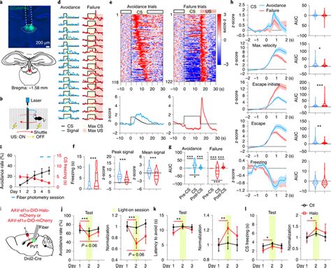 PPVTD2R Neurons Control Active Avoidance And Are Inhibited During