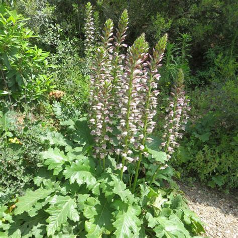 B Renklau Acanthus Mollis Wei