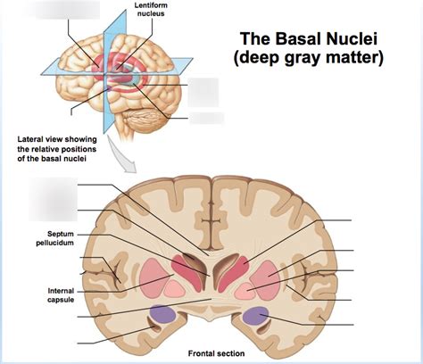Ch Diagram Basal Nuclei Corpus Straitum Diagram Quizlet