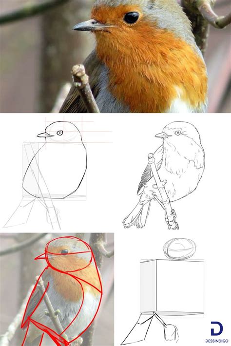 Comment Dessiner Un Oiseau Comment Dessiner Un Oiseau Dessin Oiseau