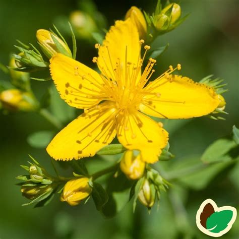 Topas Perikon Hypericum Perforatum Topas